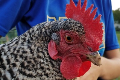 Dominique Chicken - Breed Profile - Backyard Poultry